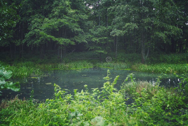 Forest and pond stock photo. Image of foggy, foliage - 82679602