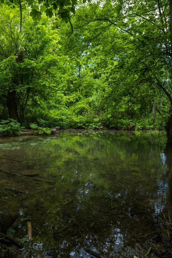 Forest Pond with Reflection. Stock Image - Image of meditation, yoga ...
