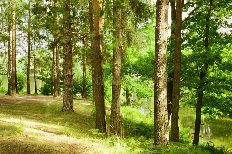 Forest at the pond stock image. Image of plant, forest - 76336237