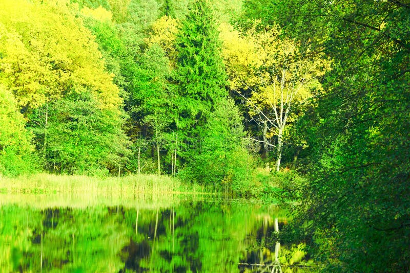 The forest at the pond stock image. Image of terrain - 79988995