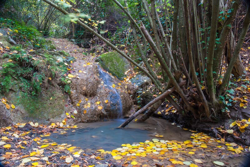 Forest pool during autumn stock photo. Image of vegetation - 235373566