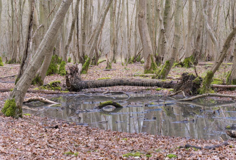 Trees Reflecting in a Natural Forest Pool Stock Photo - Image of ...