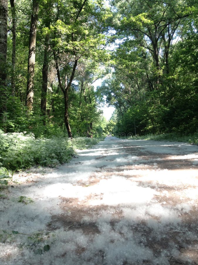 Forest stock photo. Image of morning, forest, grass, trees - 55037038