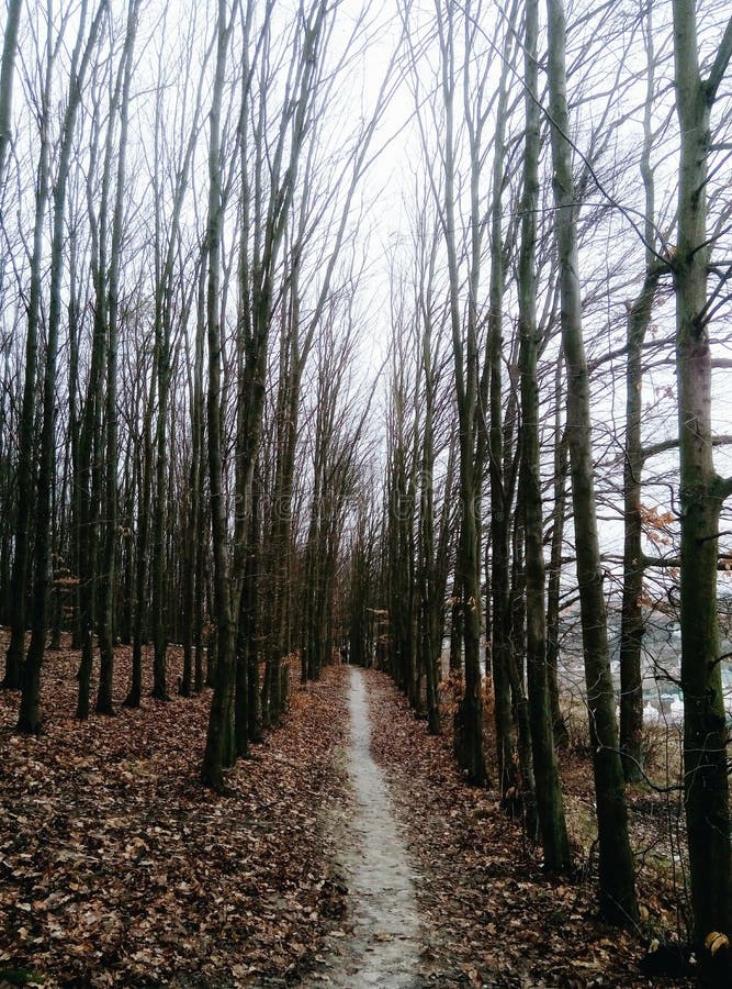 Forest stock image. Image of gold, processed, preset - 88953401