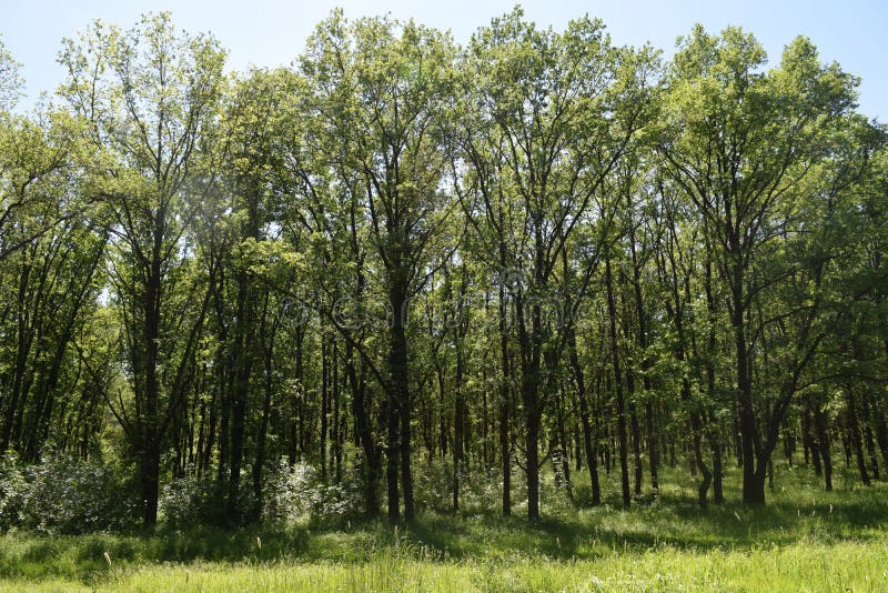 Steppe trees foliage stock image. Image of biospherereserve - 117979921