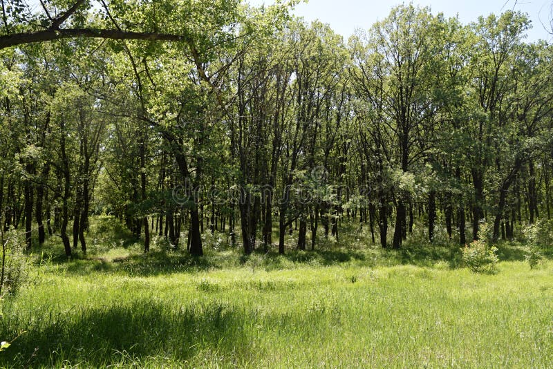Steppe trees foliage stock photo. Image of ivytrees - 117980058