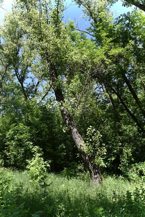 Steppe trees foliage stock image. Image of botanicalgarden - 117980059