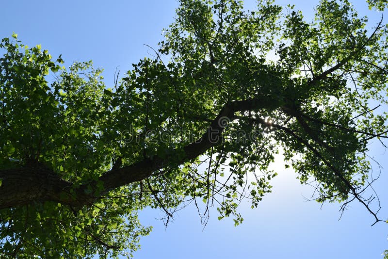 Steppe trees foliage stock image. Image of bright, outdoor - 117980101