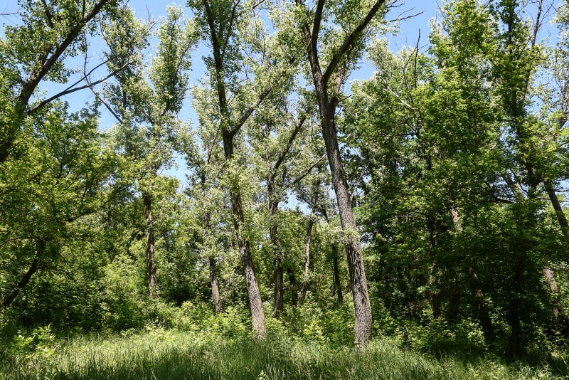 Steppe trees foliage stock image. Image of foliage, nature - 117980137