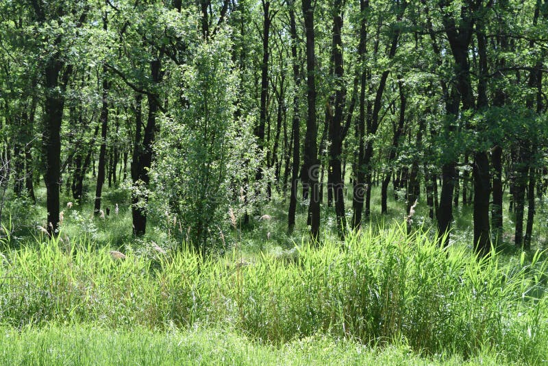 Steppe trees foliage stock image. Image of leaves, jungle - 117980199