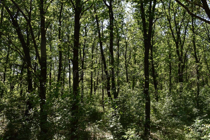 Steppe trees foliage stock photo. Image of clouds, foliage - 117980224