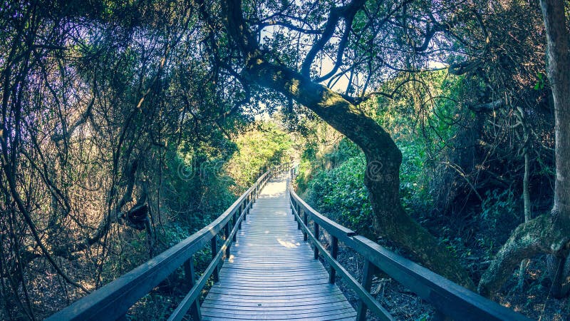 Forest Public Walkway Path Platform Stock Photo - Image of nopeople ...