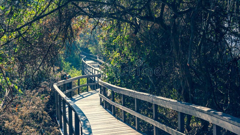 Forest Public Walkway Path Platform Stock Image - Image of trees ...
