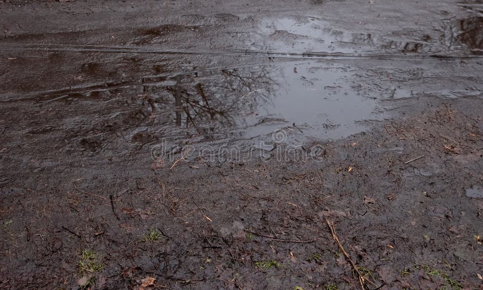 Forest Puddle: Mud All Around Stock Photo - Image of rain, weather ...