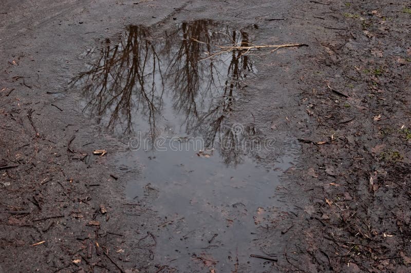 Mud All Around, Trees Reflected in the Water Stock Image - Image of ...