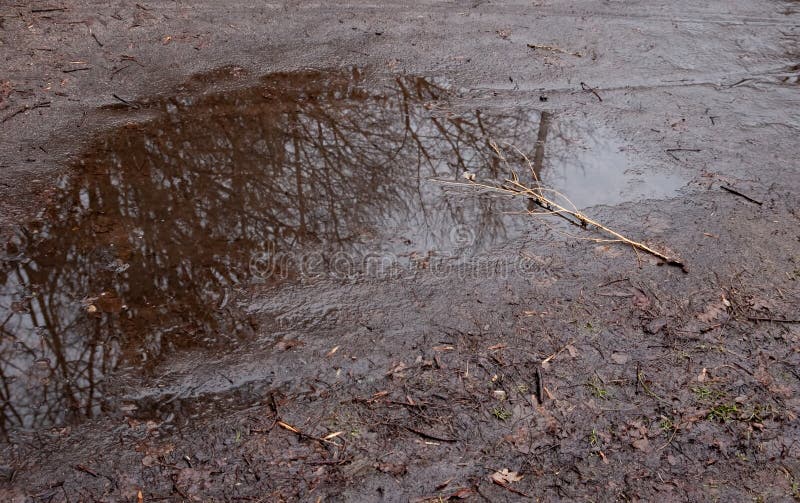 Mud All Around, Trees Reflected in the Water Stock Image - Image of ...