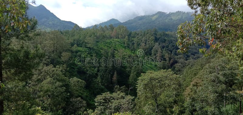 The Forest, Pujon, Malang, East Java Stock Image - Image of java ...