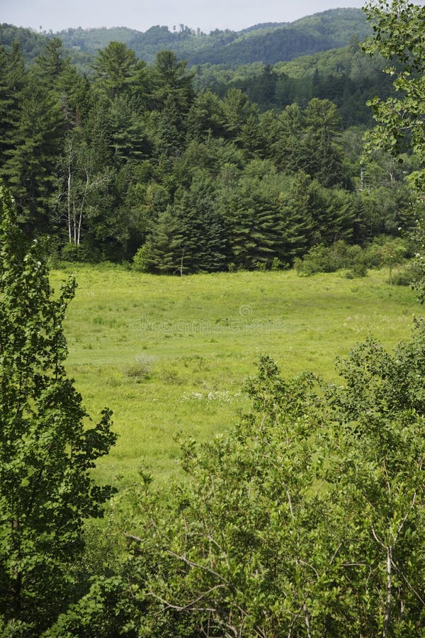 Forest in Quebec stock photo. Image of plants, plant, nature - 1601508