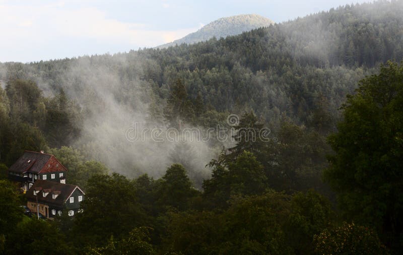 Forest after rain stock photo. Image of vapour, europe - 10530164