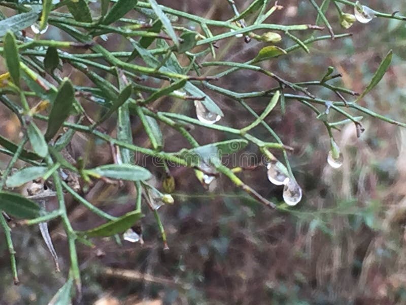 Rain drops in the trees stock image. Image of rain, trees - 231561899