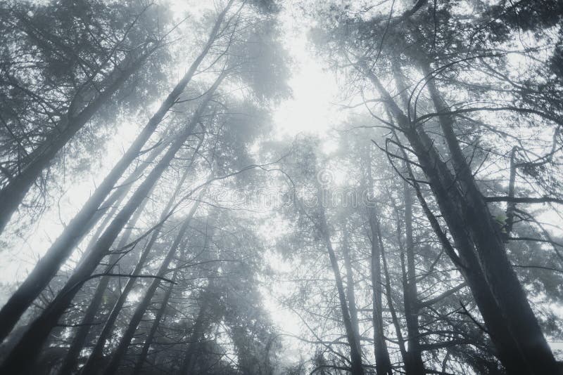 Forest Rain and Fog in the Forest Stock Image - Image of peak, cloud ...
