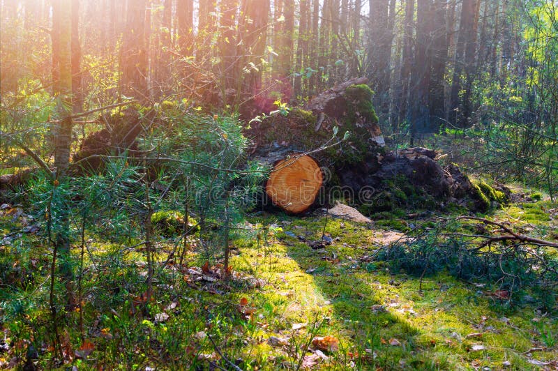 Forest after Rain, the Rays of the Evening Sun Break through the Trees ...