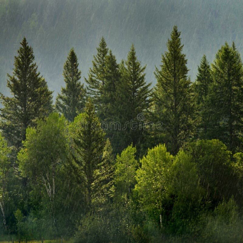 Forest Rain Storm with Drops Falling and Lush Trees Raindrops Stock ...