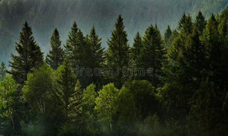 Forest Rain Storm with Drops Falling and Lush Trees Stock Image - Image ...