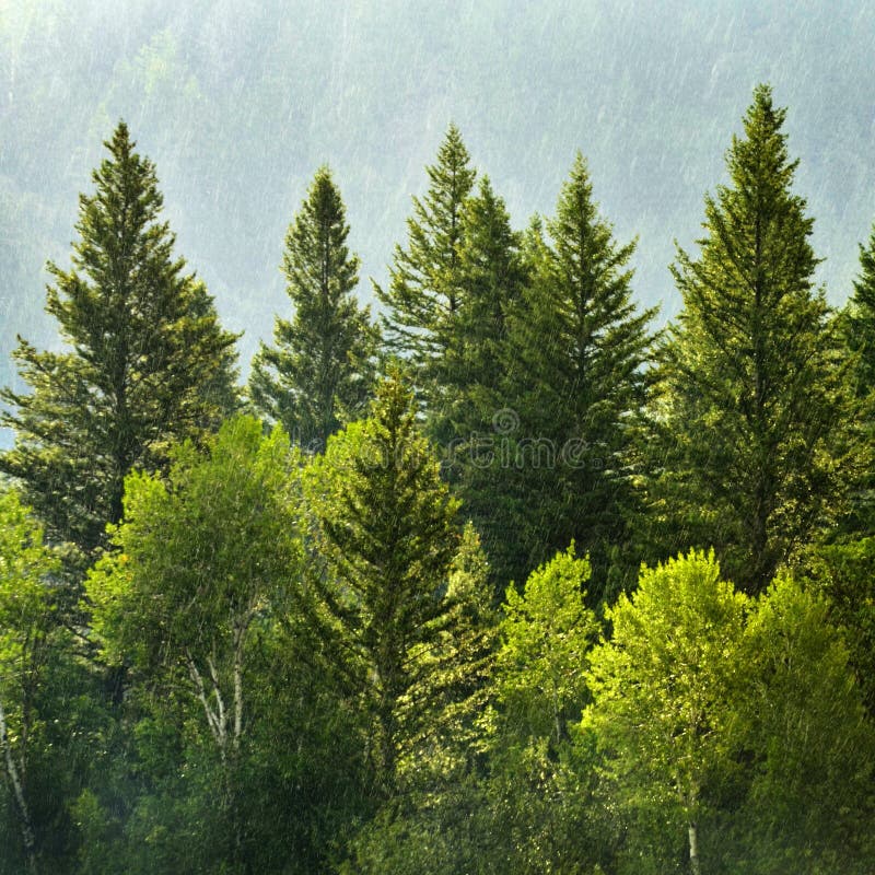 Forest in a Rain Storm with Drops Falling and Lush Trees Stock Photo ...