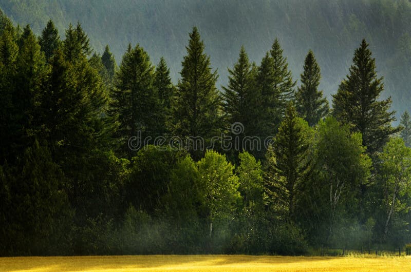 Forest Rain Storm with Drops Falling and Lush Trees Stock Photo - Image ...