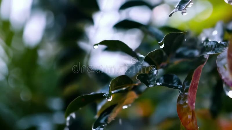 Forest Raindrops in Slow Motion: a Glimpse of the Amazon Stock Video ...