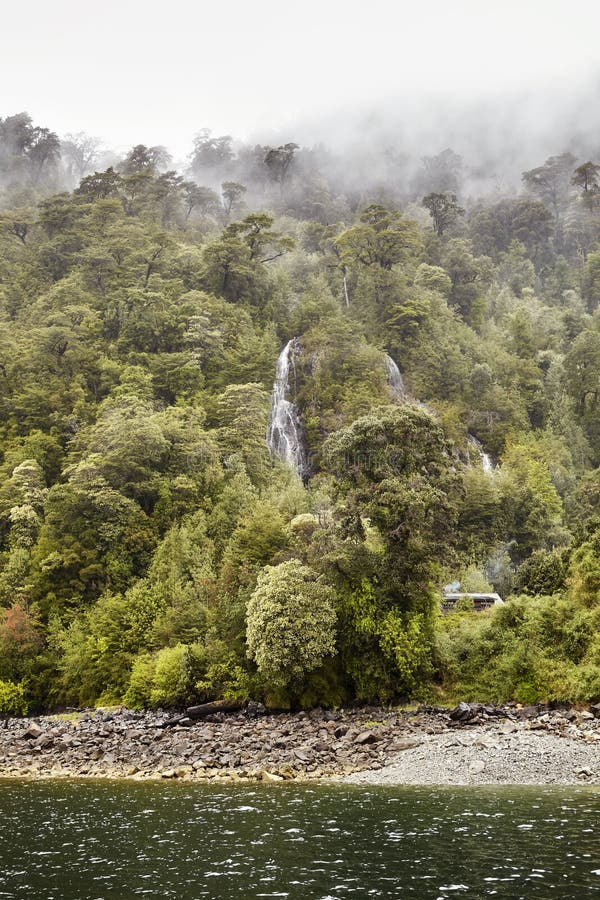 Forest on a Rainy Day, Chile. Stock Image - Image of wilderness ...