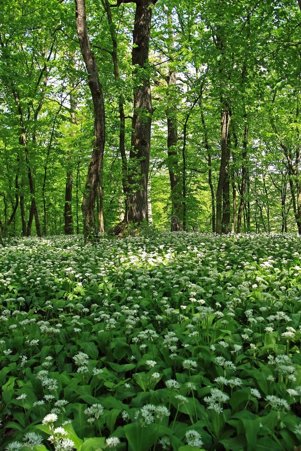 Forest with ramsons stock image. Image of bear, green - 13138933