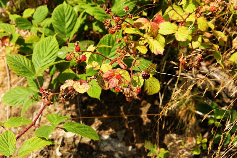 Forest raspberries stock image. Image of forest, raspberry - 43313021