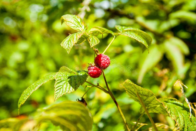A forest raspberry closeup stock photo. Image of forest - 171777144