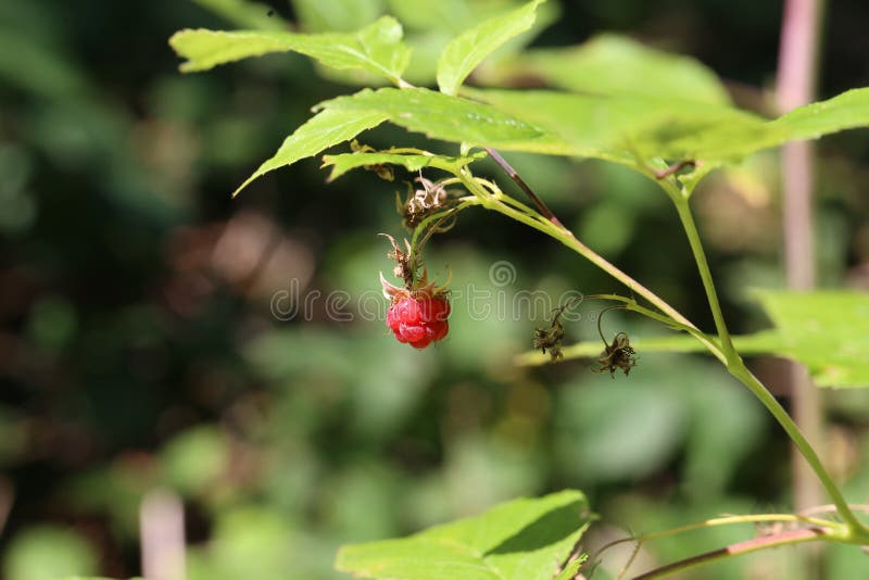 Forest raspberry stock image. Image of ripe, nature - 121559517