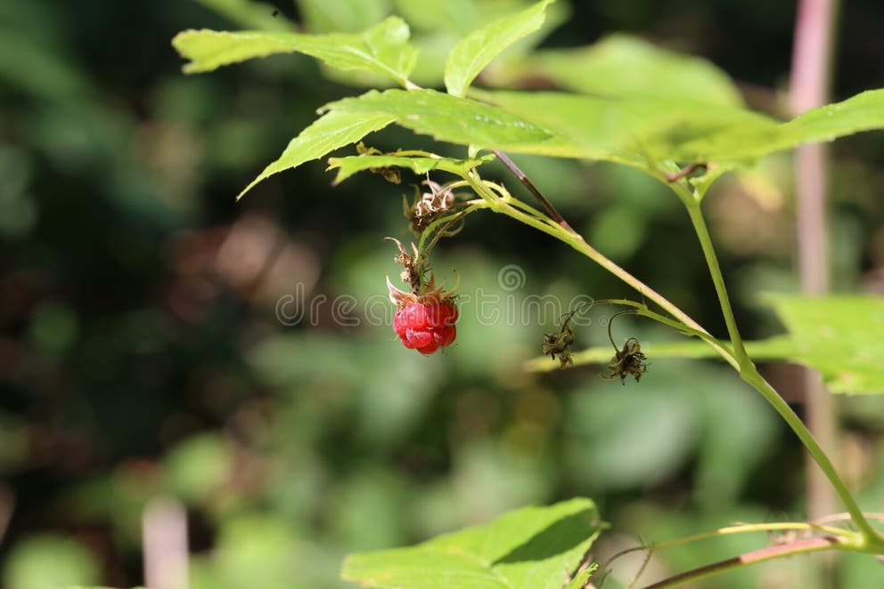 Forest raspberry stock image. Image of ripe, nature - 121559517