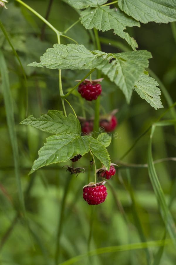 Forest Raspberry on Green Leafes Branches. Stock Image - Image of green ...