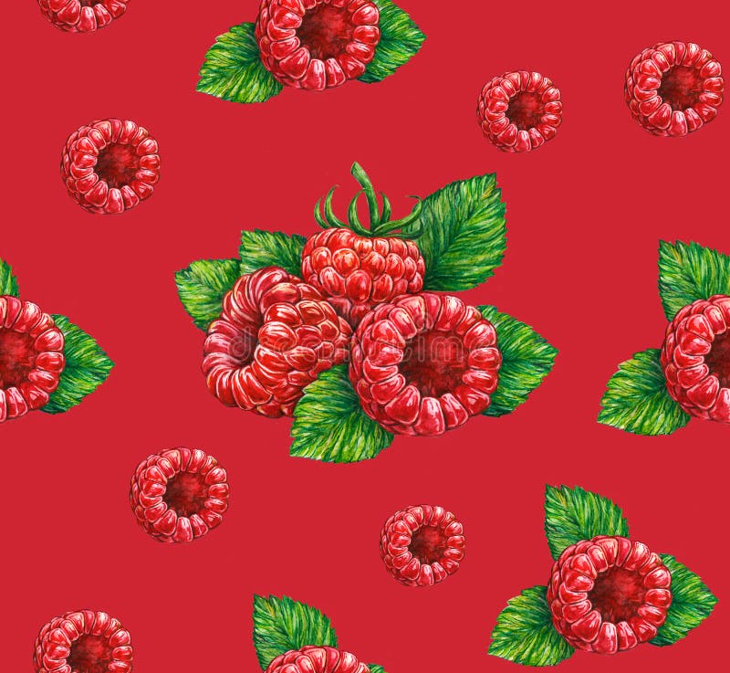 Forest Raspberry Isolated on Red Background. Watercolor Drawing ...