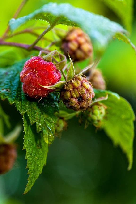 Forest raspberry stock photo. Image of season, growth - 42018368
