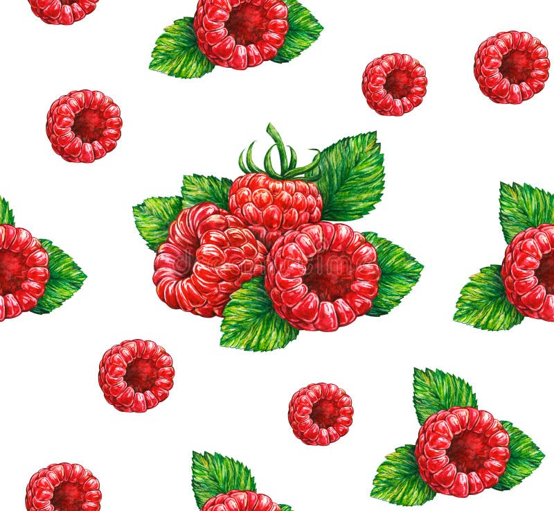Forest Raspberry on White Background. Stock Illustration - Illustration ...