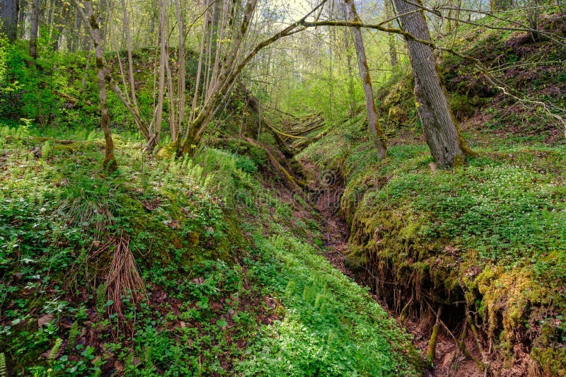 A Forest Ravine in a Beautiful Forest. Spring Nature Landscape. Stock ...