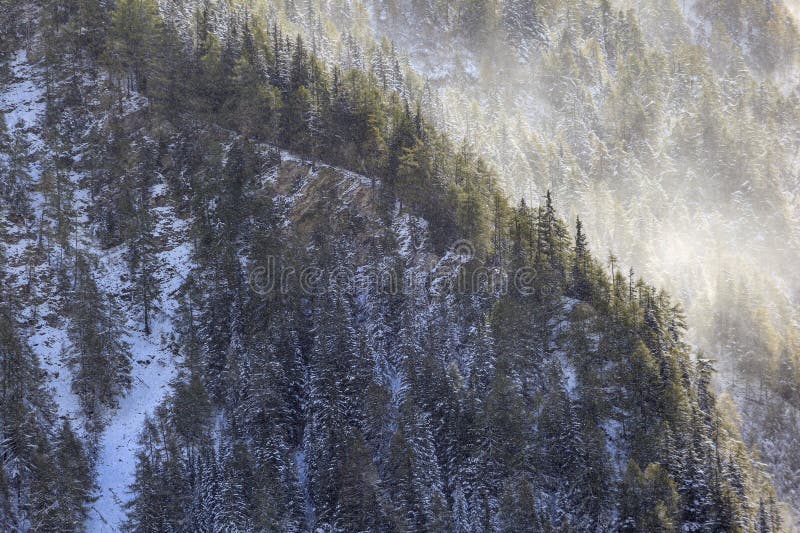 Forest ravine in snowfall stock image. Image of evergreen - 27203331