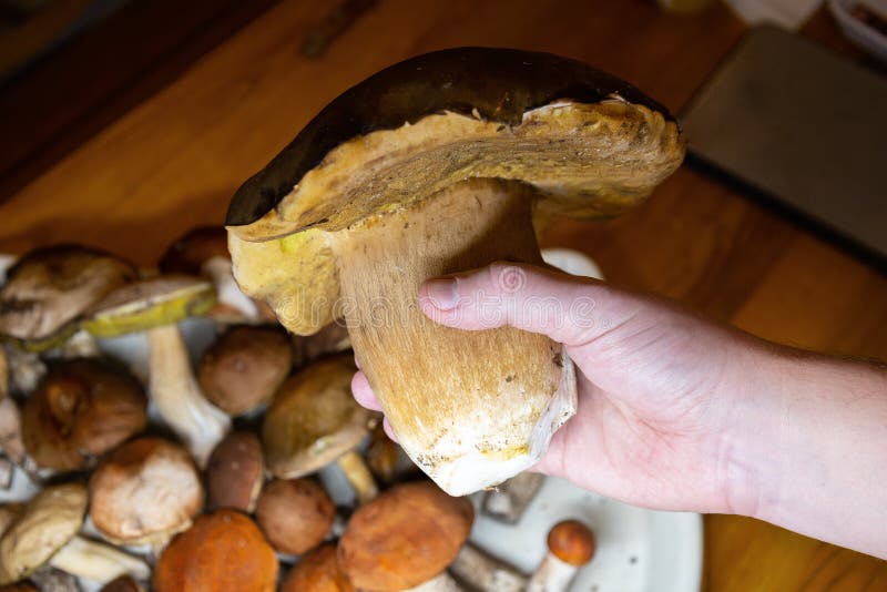 Forest Raw Edible Mushrooms in the Kitchen Table Stock Image - Image of ...
