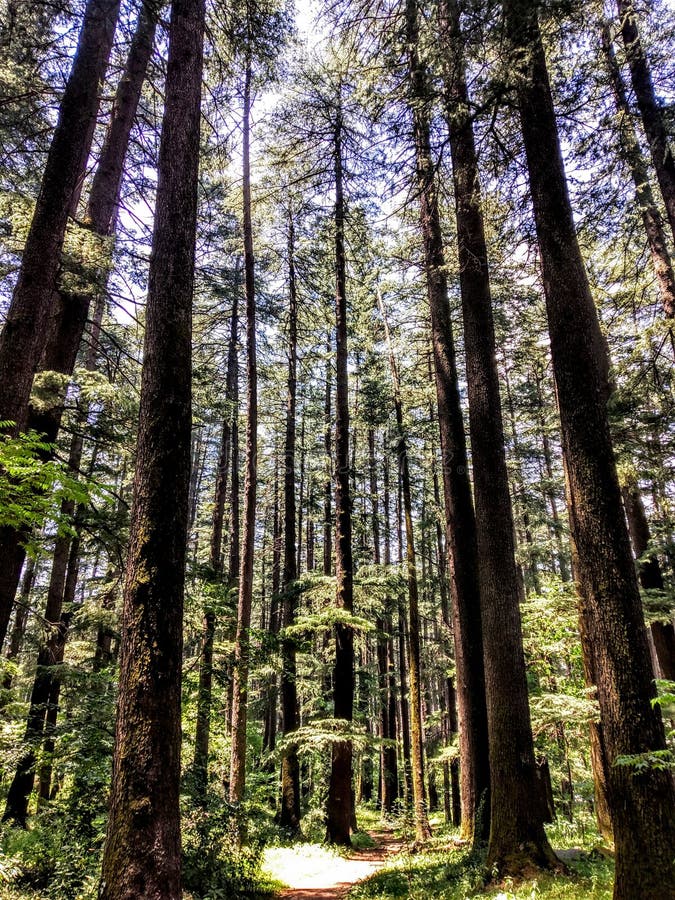 Forest with Ray of Sunlight Stock Photo - Image of forest, deep: 166199078