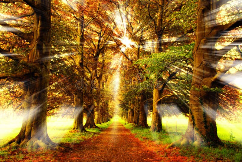 Forest rays stock photo. Image of divine, infinite, enigma - 14388704