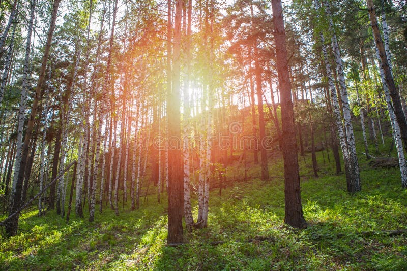 Forest in Rays of Bright Sunlight Stock Image - Image of beautiful ...