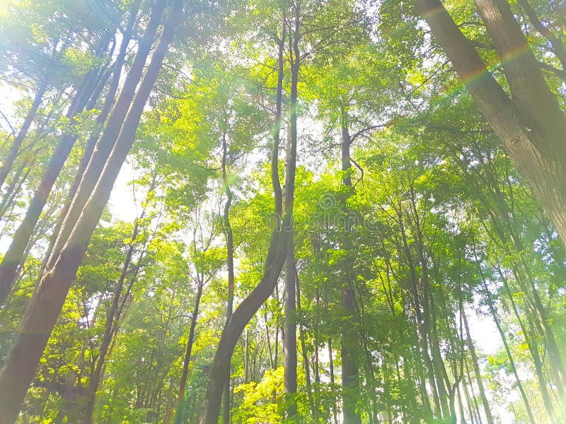 Forest stock photo. Image of park, midday, garden, forest - 97761326