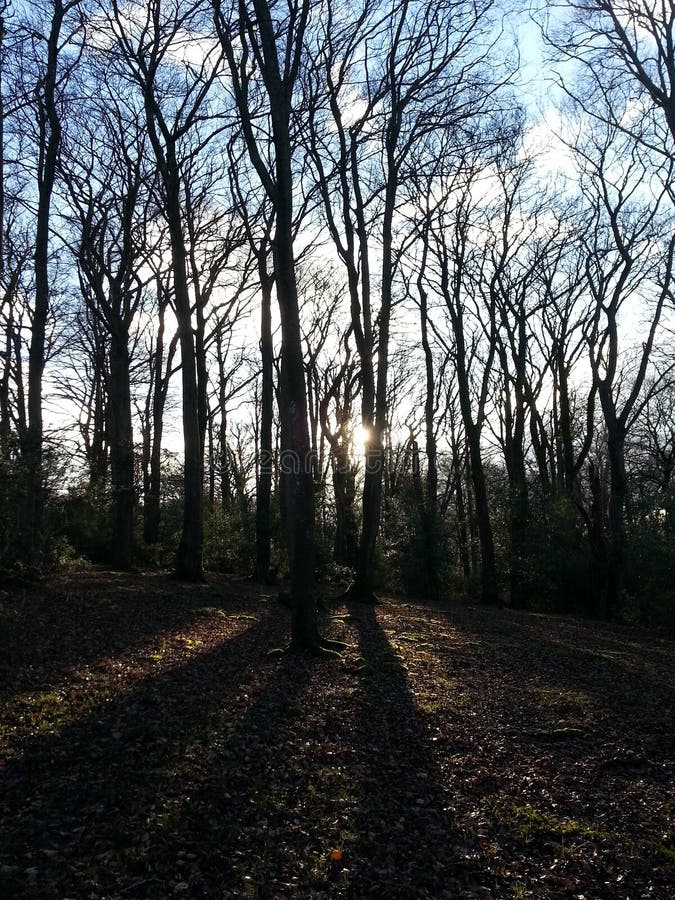 Forest Rays stock photo. Image of rays, trees, forest - 51234282