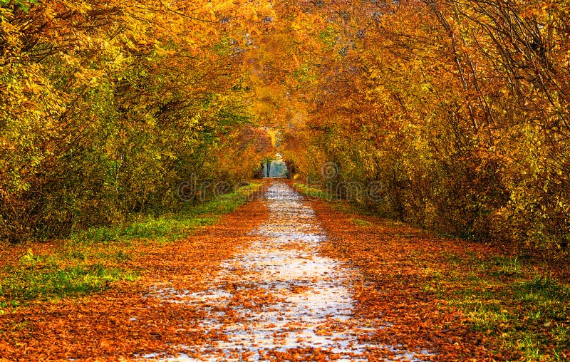 The Forest in Red in the Evening Stock Image - Image of golden ...